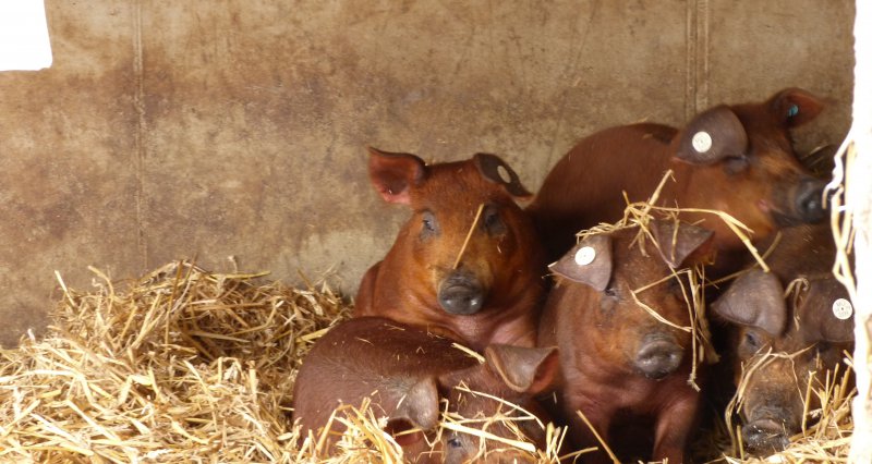 Miesbacher Weidefleisch
