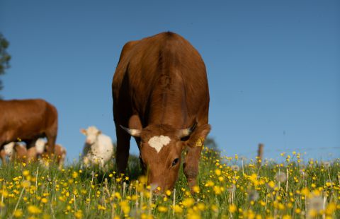 Miesbacher Weidefleisch